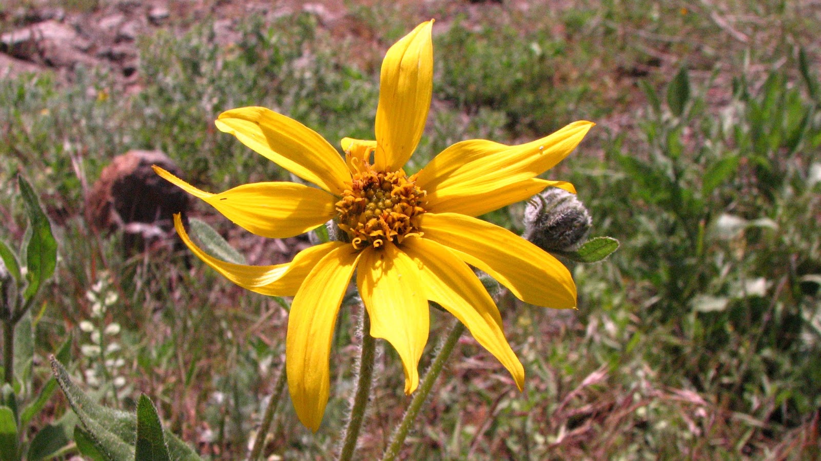What's Growing in Colorado : Aster? I hardly know 'er!