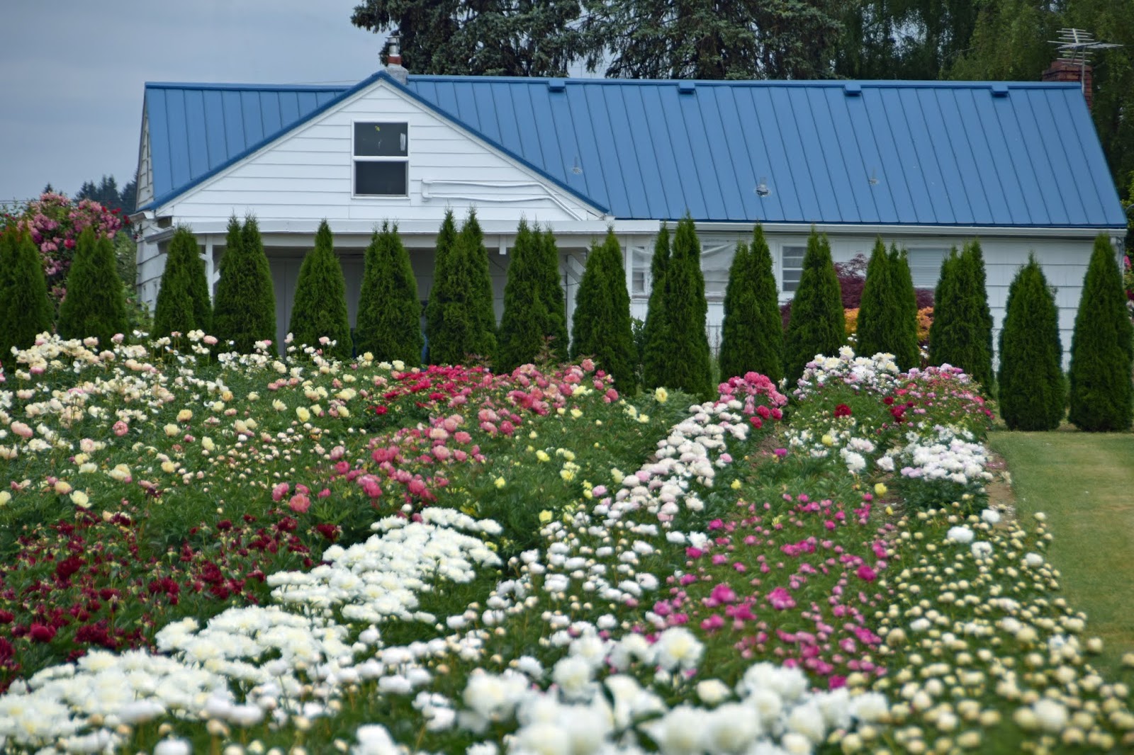 Southern Peony: 2018 American Peony Society Convention Tours Adelman ...