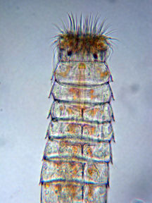 Real Monstrosities: Mud Dragon