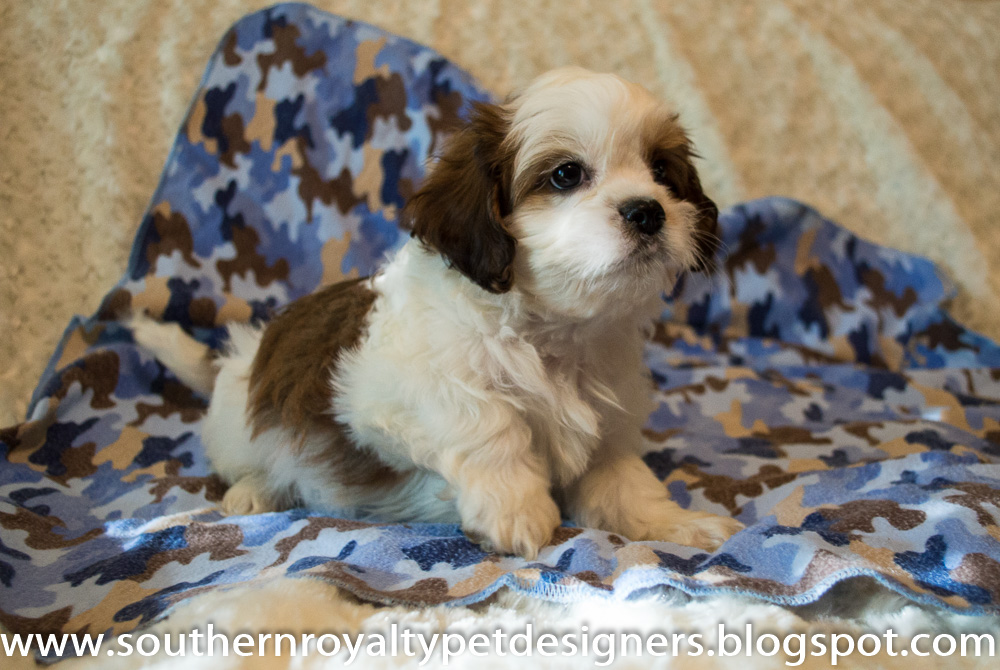 Southern Royalty Pet Designers: Cavaton Puppies 5/14/2016