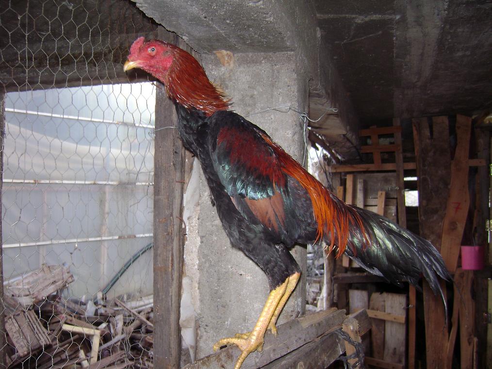 KING GHAZI: Indian Asil