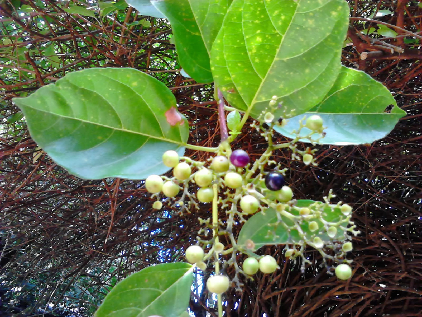Premna integrifolia - Maha midi මහ මිදි - Herbal Plants of Asia