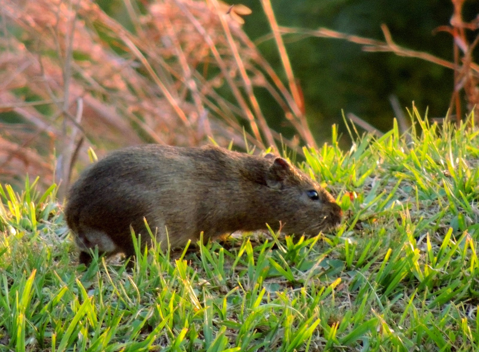Amanda no País das Maravilhas: Cavia aperea (Preá)