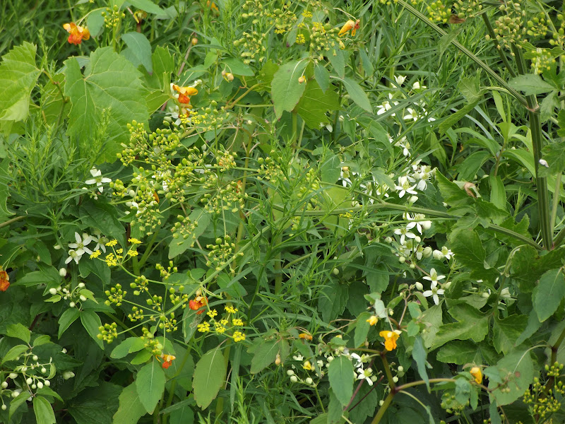 In The Garden: Tangled Weeds
