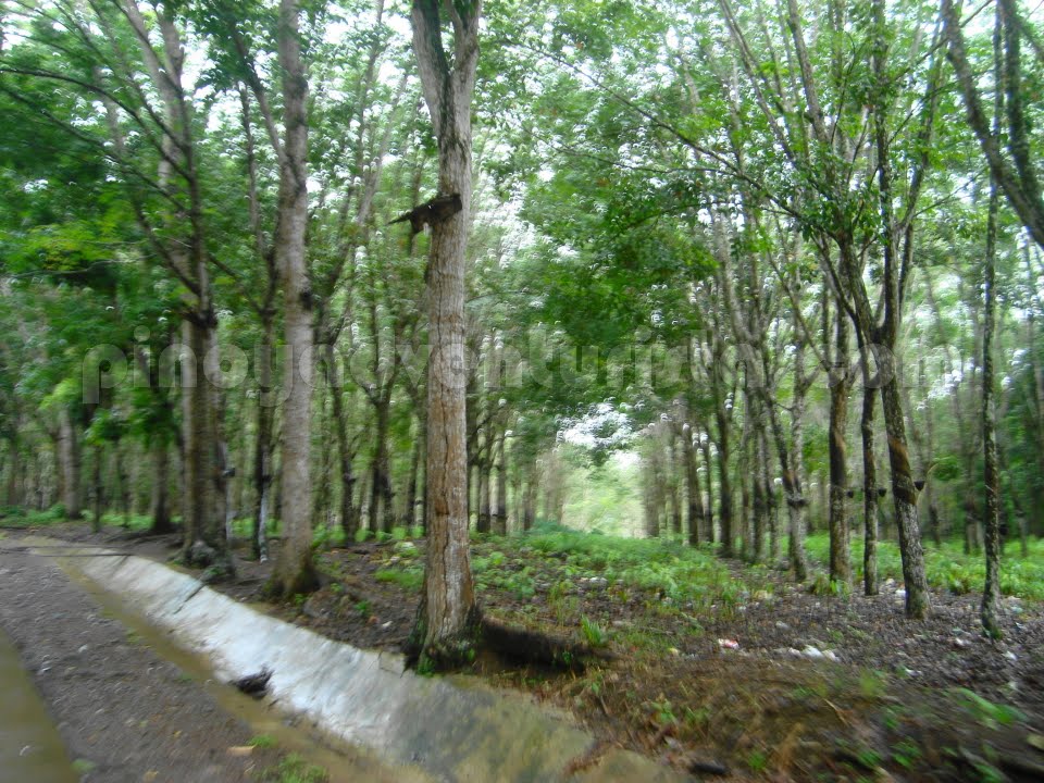Basilan - Road Trip to the Rubber Plantations | Blogs, Travel Guides ...