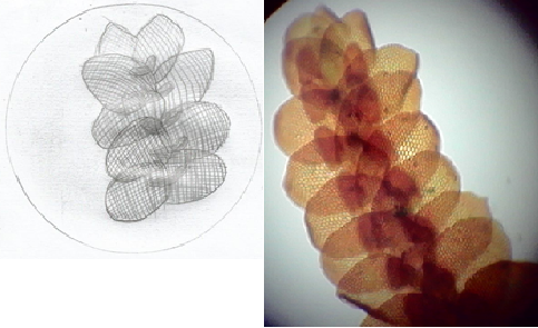 EXPLORA Y APRENDE CON LA BIOLOGÍA VEGETAL I: INFORME 4