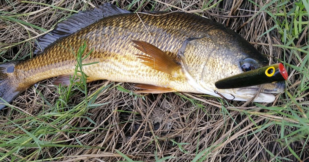 Mosquito Lagoon & Indian River Fishing: Rat Reds In The Creeks