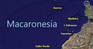 Stray pets: Cat diet in Macaronesia (Atlantic Ocean)