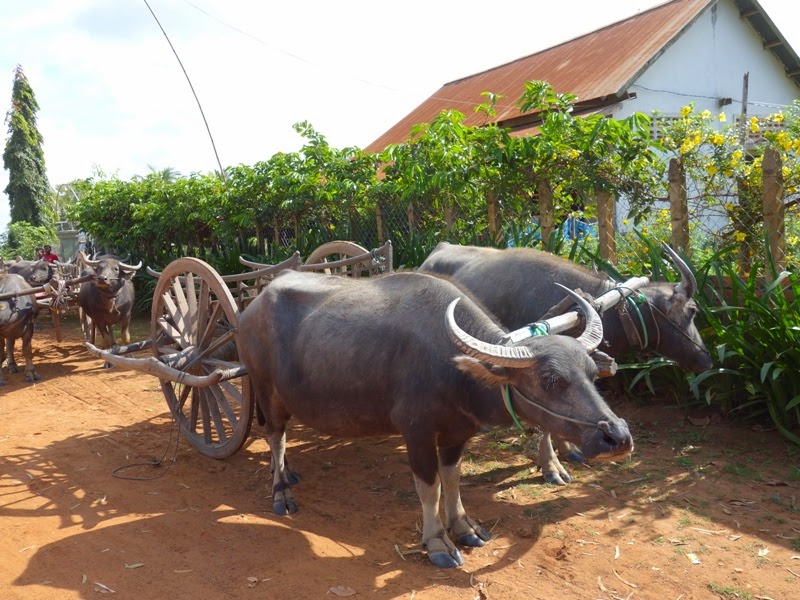 Fumbling for my camera: Ox-cart ride in Cambodia, farmland near Siem Reap