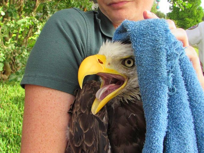 White Wolf : Injured Bald Eagle rescued in South Lakeland (Photos)