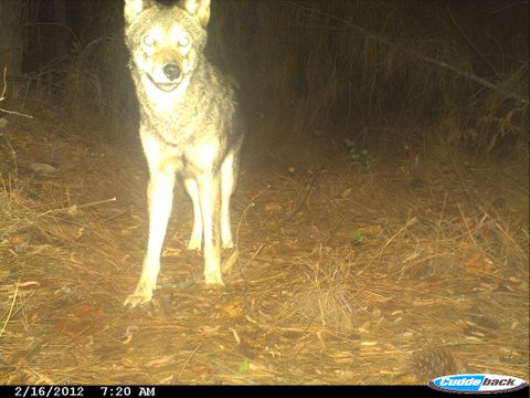 Backyard Beasts: Orlando, Florida coyotes