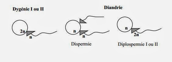 les polyploidies | Cours Medecine