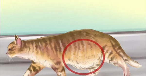 Cat Care: How to Identify Worms in a Cat - Looking for Physical Signs ...