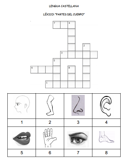 Recursos para el aula de lengua: Crucigrama. Partes del cuerpo humano