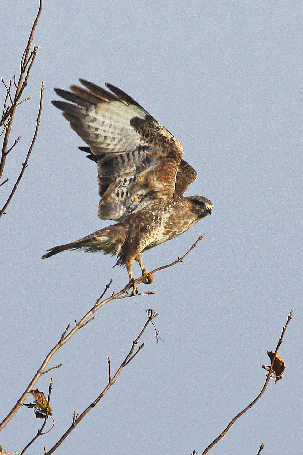 NatuurlijkNatuur: Buizerds.