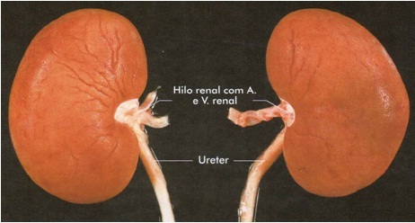 CRVImagem: Rins: Parte I - Anatomia Topográfica