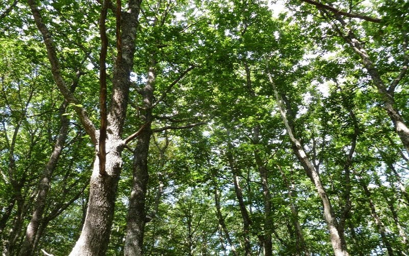 Naturaleza salvaje Blog: El roble