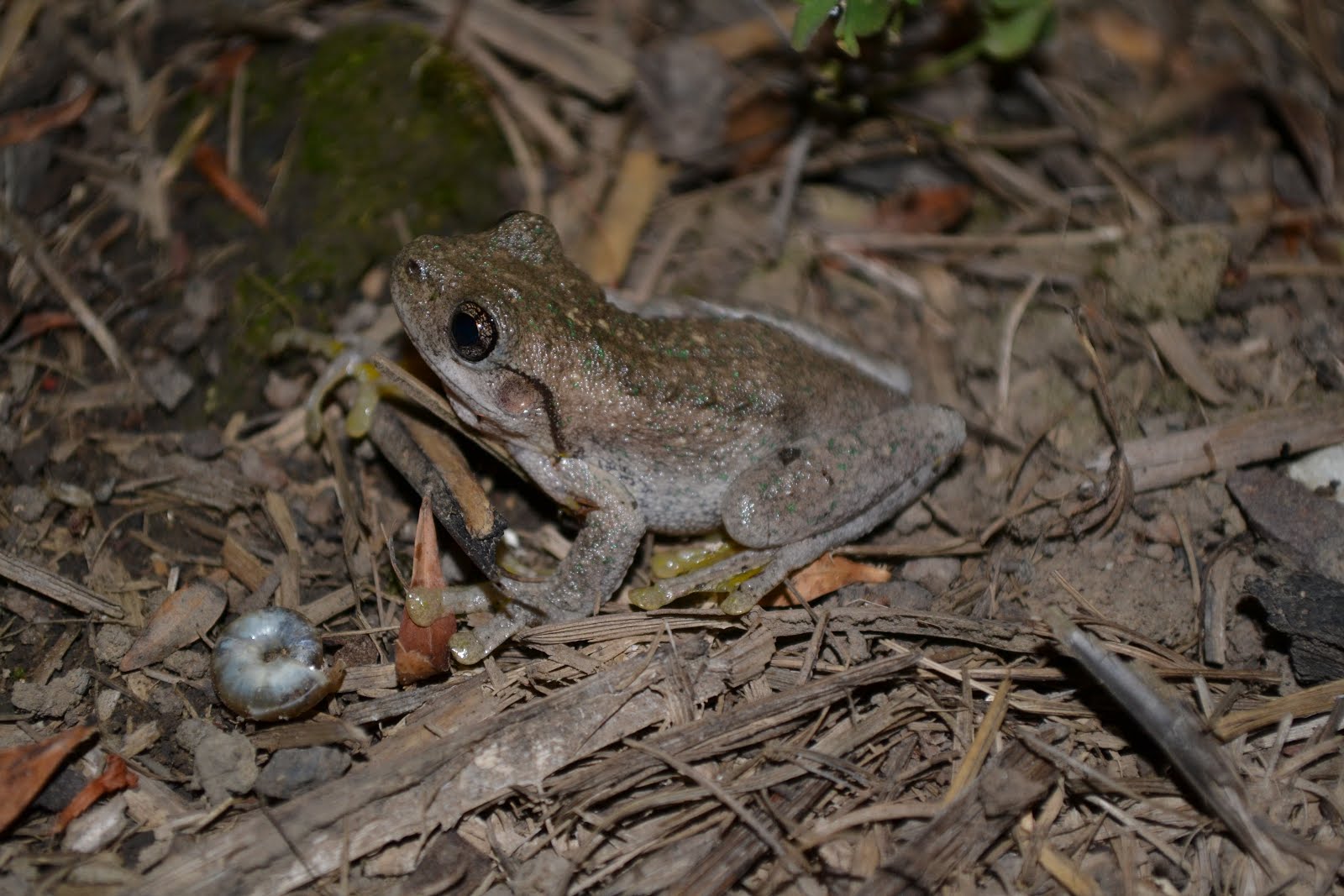 WILD BUNDANOON: PERON'S TREE FROG (IN FRONT YARD THE OTHER NIGHT)