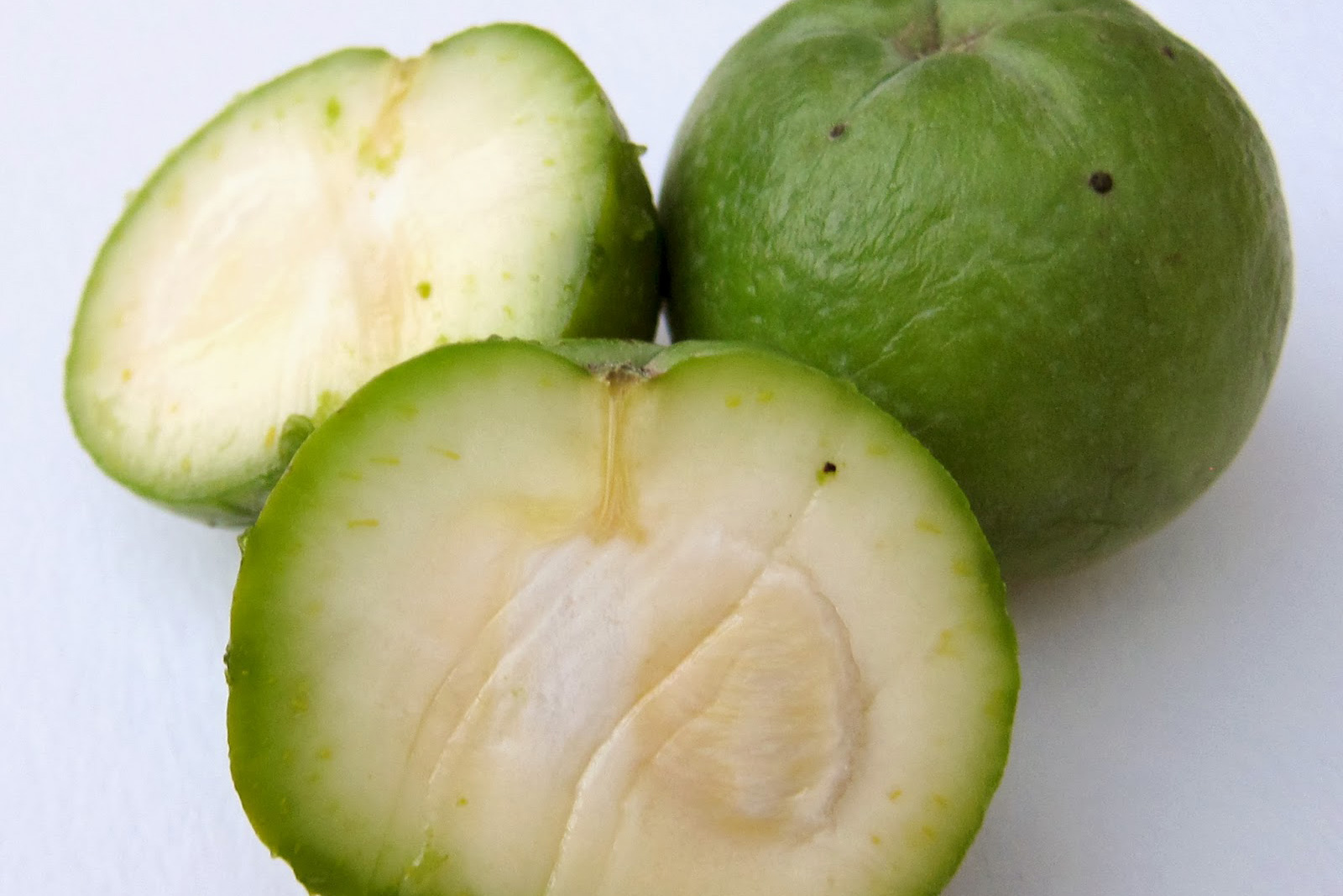 Aggregata Plants & Gardens: Casimiroa edulis (White Sapote as a food ...