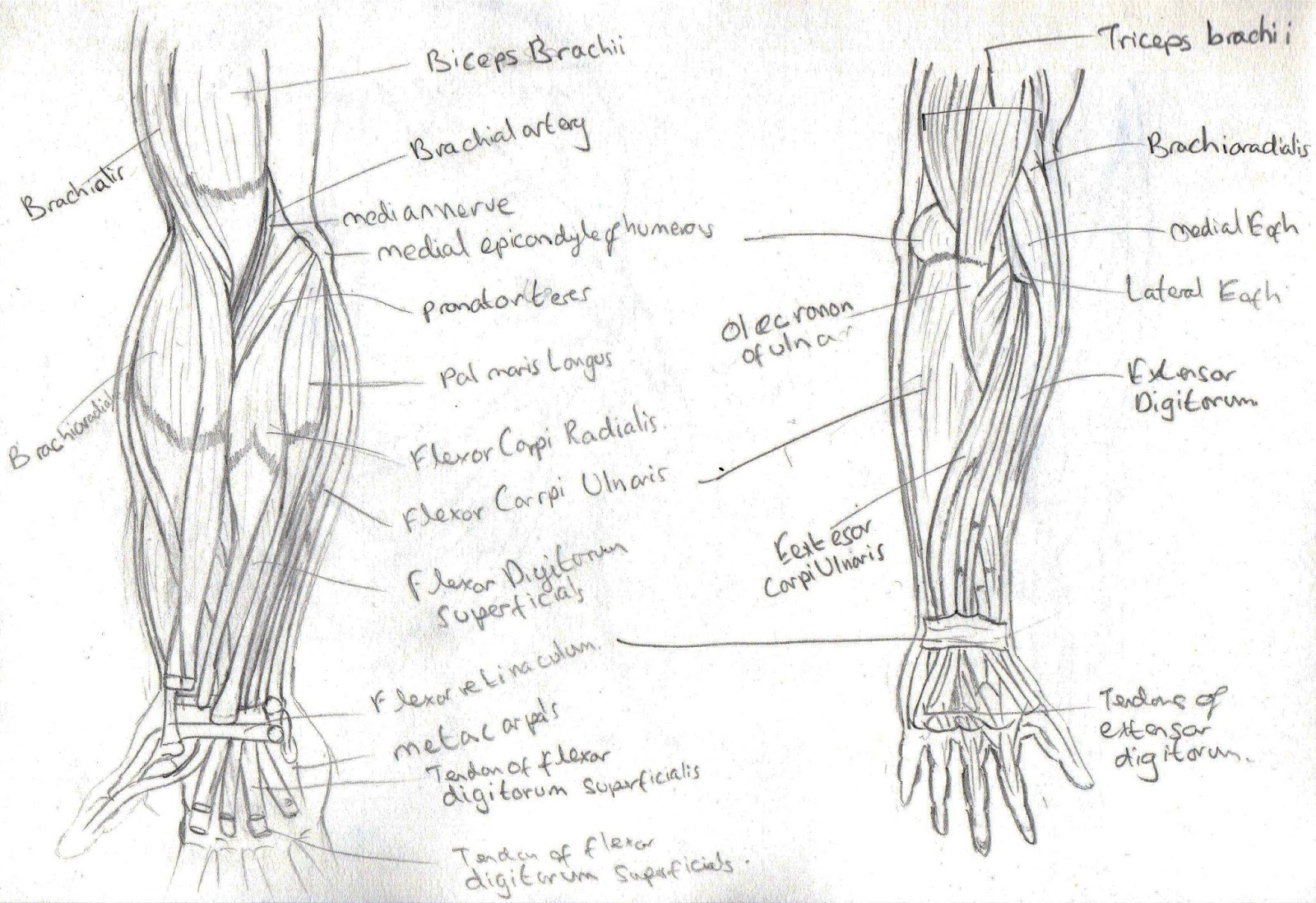 Jake Cheung - Computer Games Art: CGA Visual Design - Muscles Part 1
