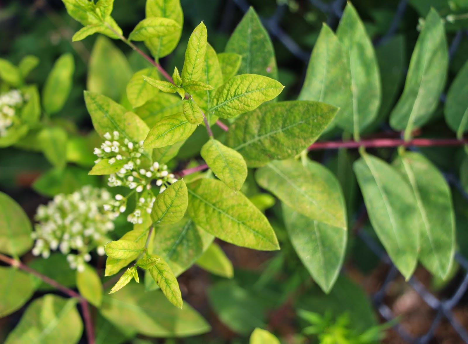 My Life in Gardens: PLANT PROFILE: Dogbane