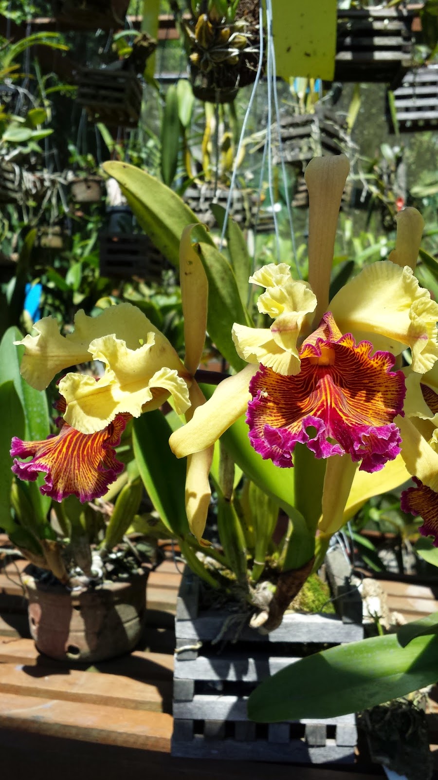 ORQUIDARIO RECREIO : Cattleya Dowiana var. áurea