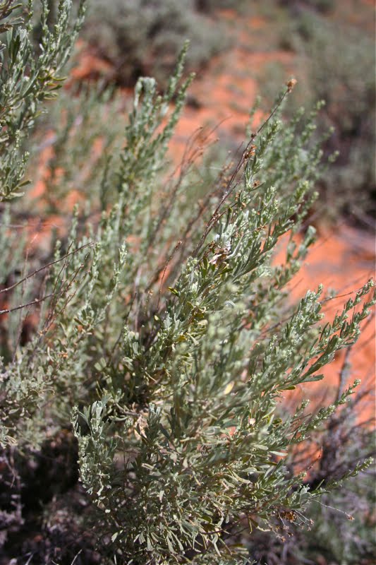Colorado Lifestyle: Sagebrush