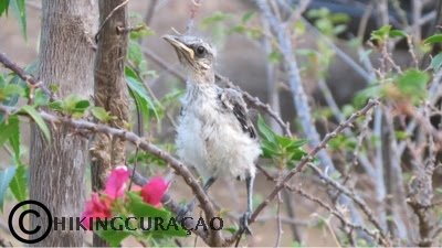 Hiking Curaçao - Flora and Fauna: Baby Chuchubi