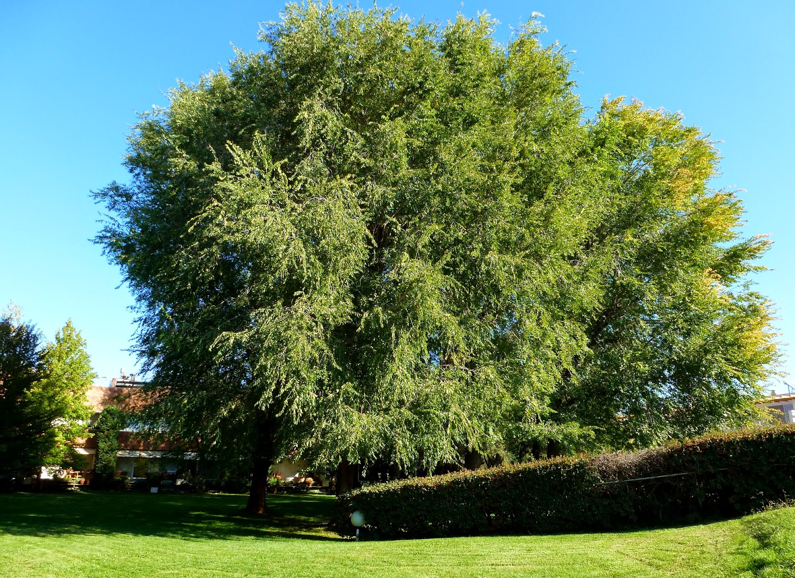 Árboles con alma: Olmo. Om. (Ulmus minor)