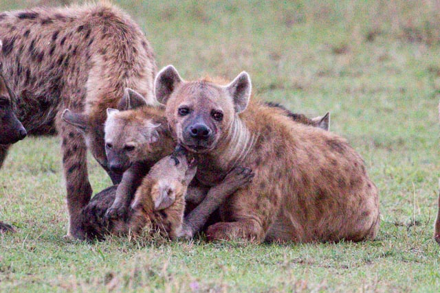 Notes From Kenya: MSU Hyena Research: Play behavior in spotted hyenas