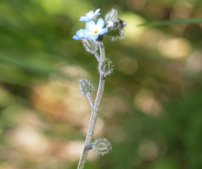 MYOSOTIS, MIOSOTIS O NOMEOLVIDES. Flores silvestres diminutas pero muy ...