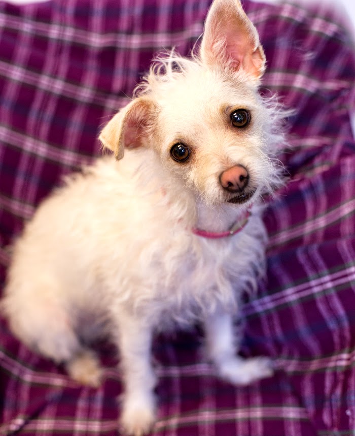Shelter Dogs of Portland: "TINK" fuzzy terrier