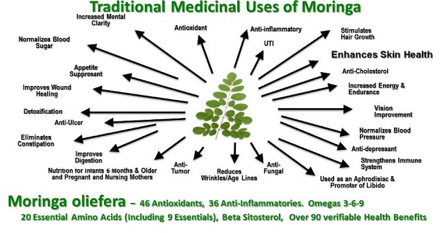 CIDADANIA ECOLÓGICA: BÍBLIA ÊXODO 15:20-25 MORINGA OLEÍFERA MILAGRE DA ...