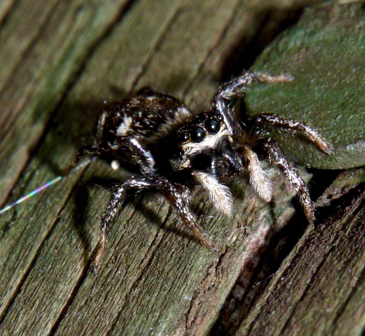 Northwest Norfolk Naturalists: Three common spiders from Holme Marsh