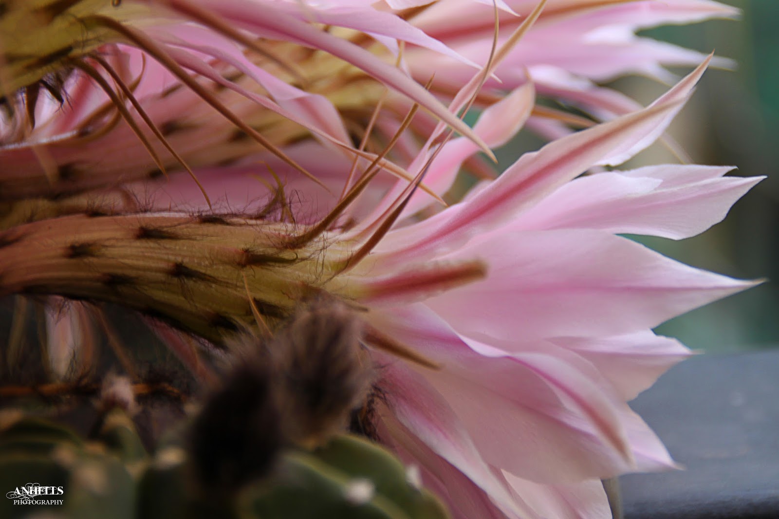 Anhells: CACTUS, FLOR DE LUNA (Epiphyllum oxypetalum)