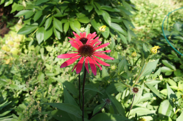 Home and Gardening With Liz: Gardens Out Front