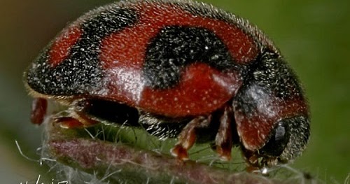 Biodiversidad Costa Granadina y ... (Fauna): Vedalia (Rodolia cardinalis)