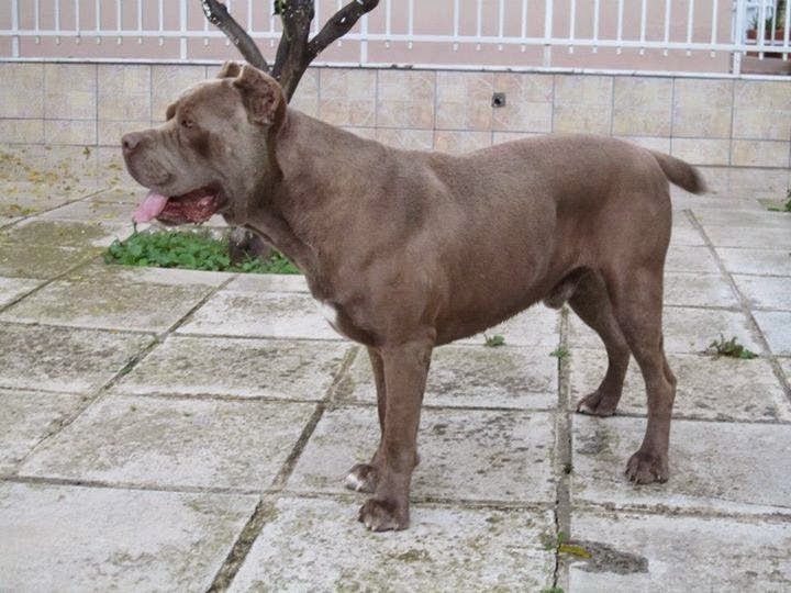 BANDOGFARM REGENCY MASTIFF FROM GREECE