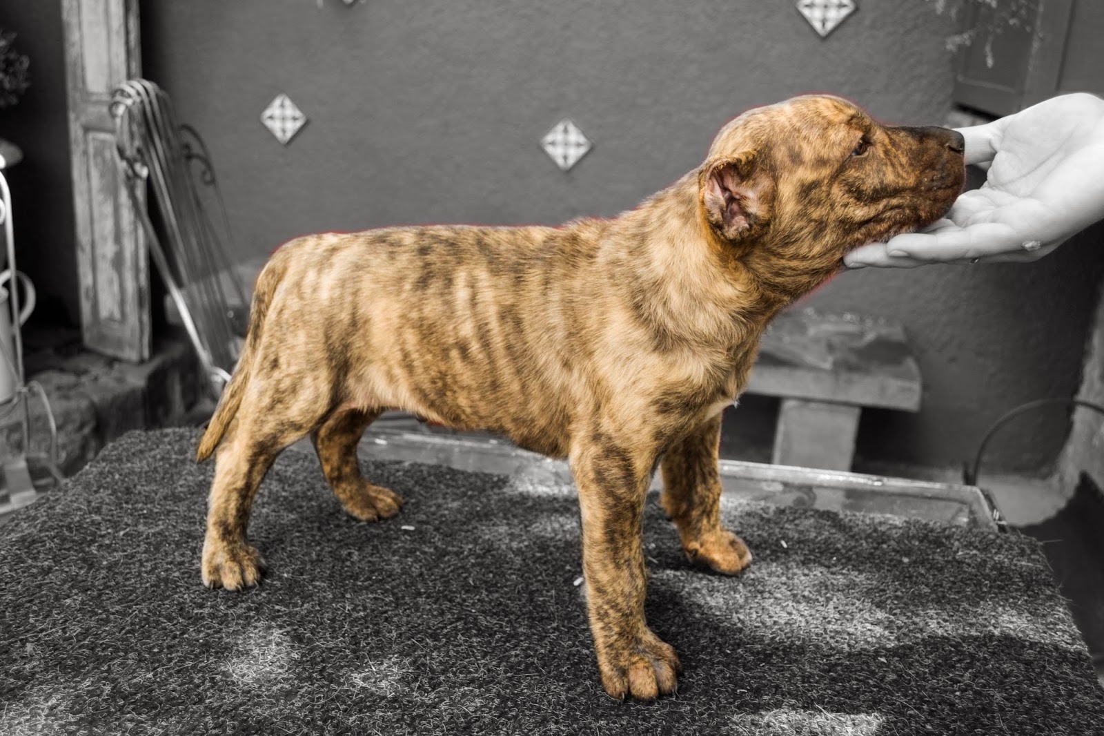 PONCHO BLANCO Criadero de Cimarron Uruguayo