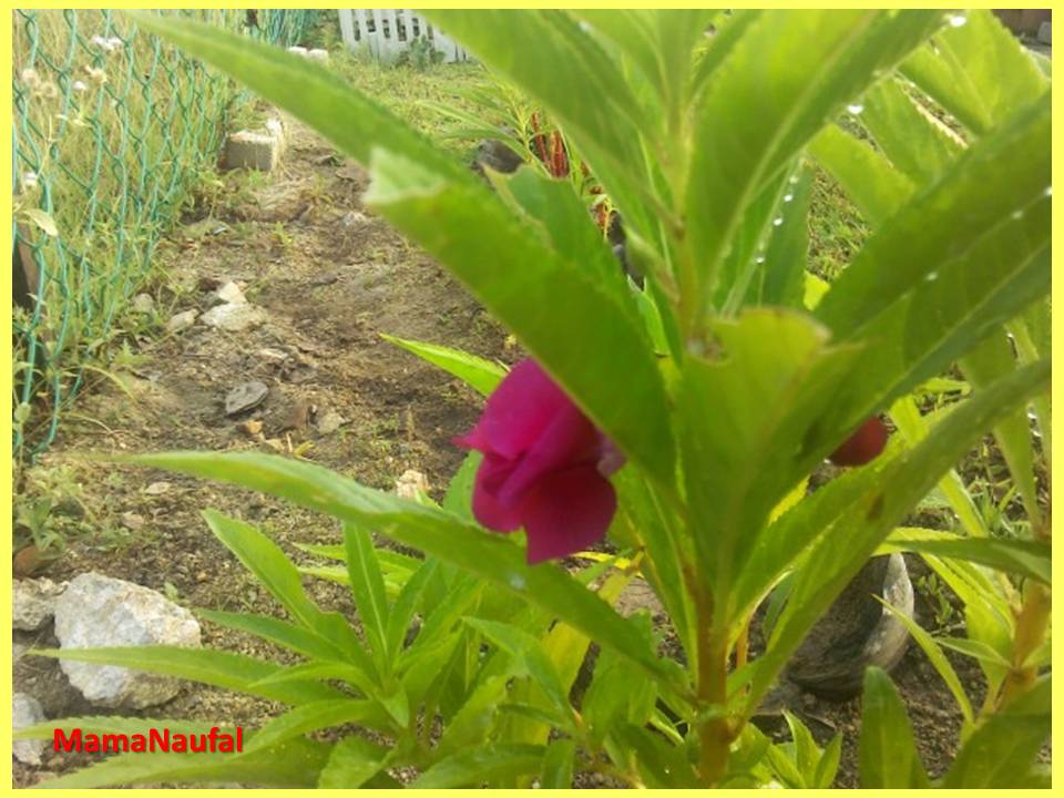JOURNEY TO GREEN LIVING: Red Balsam Rupanya