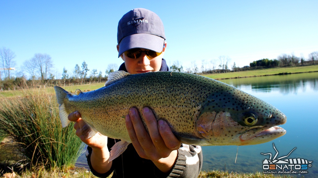 ¿Creación de Intensivos?