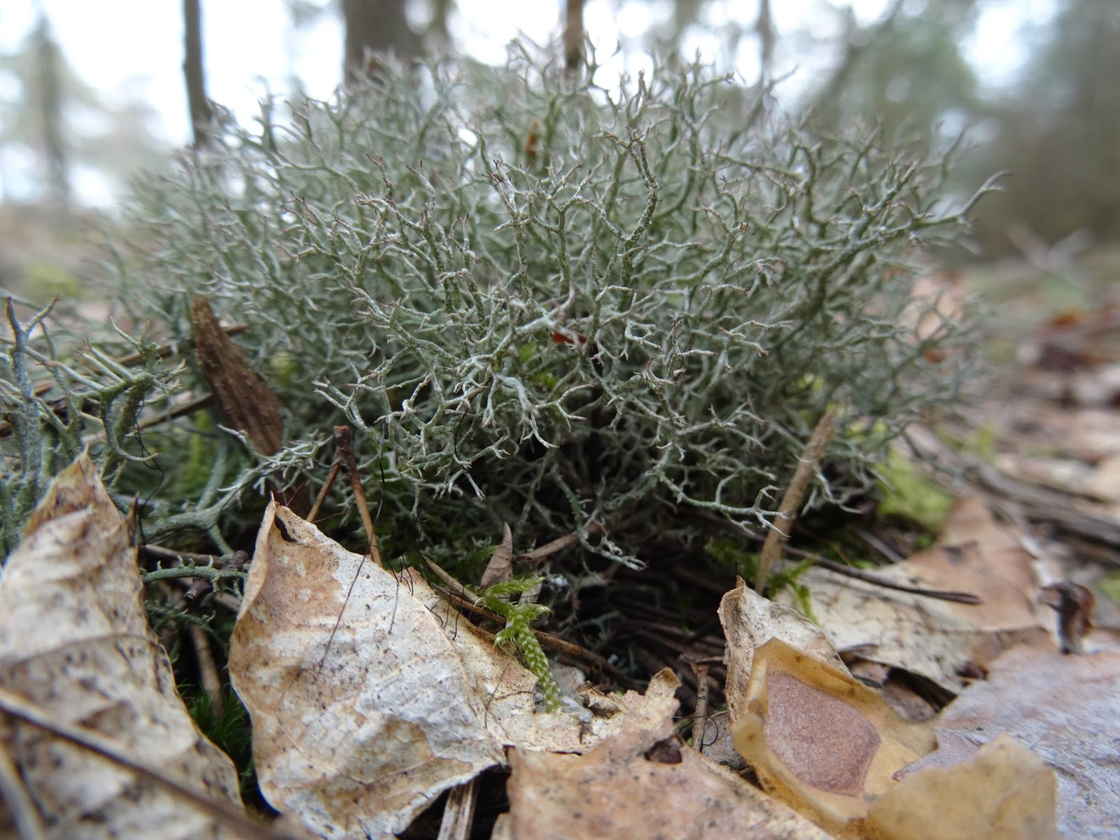 Fotografia przyrody.: maja 2016