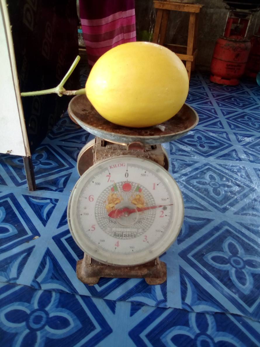 การปลูกเมล่อน Style Oji Meron: การปลูกเมล่อน Style Oji