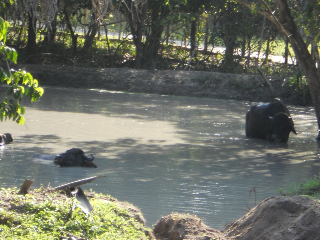 RELAX - LEARN- PLAY: Water Buffaloes at Dar es Salaam Zoo