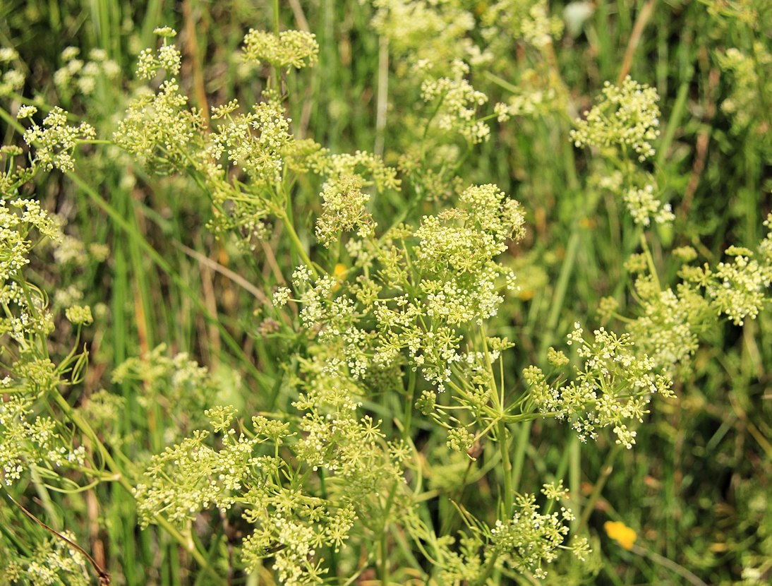 - Plantas medicinales nativas de Uruguay -: APIO CIMARRÓN, Apium ...