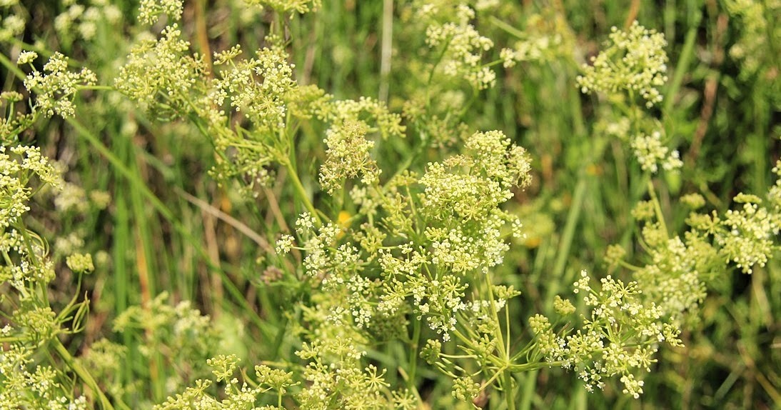 - Plantas medicinales nativas de Uruguay -: APIO CIMARRÓN, Apium ...