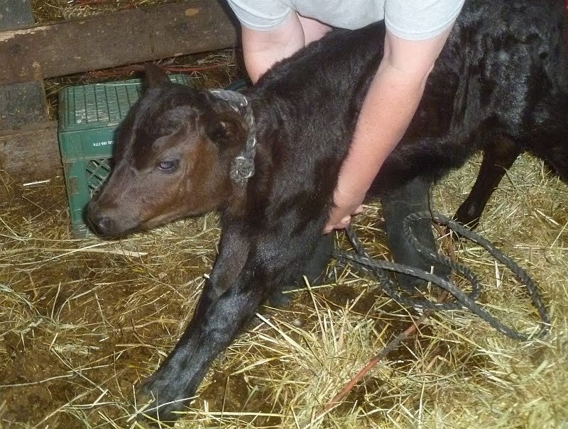 Rural Revolution: Dehorning Shadow