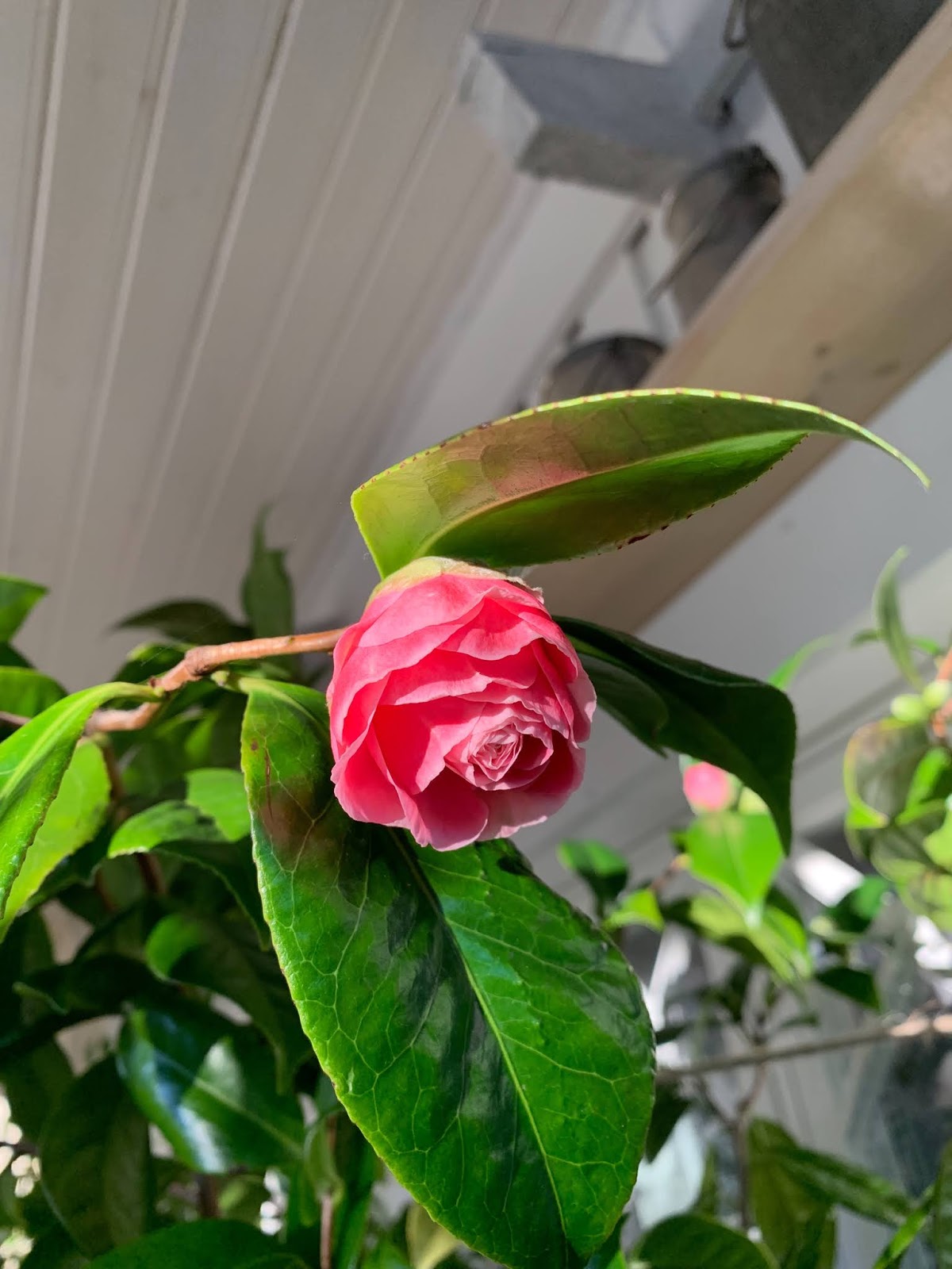 Helena´s Hem & Trädgård: Cameliorna glädjer mig nu!