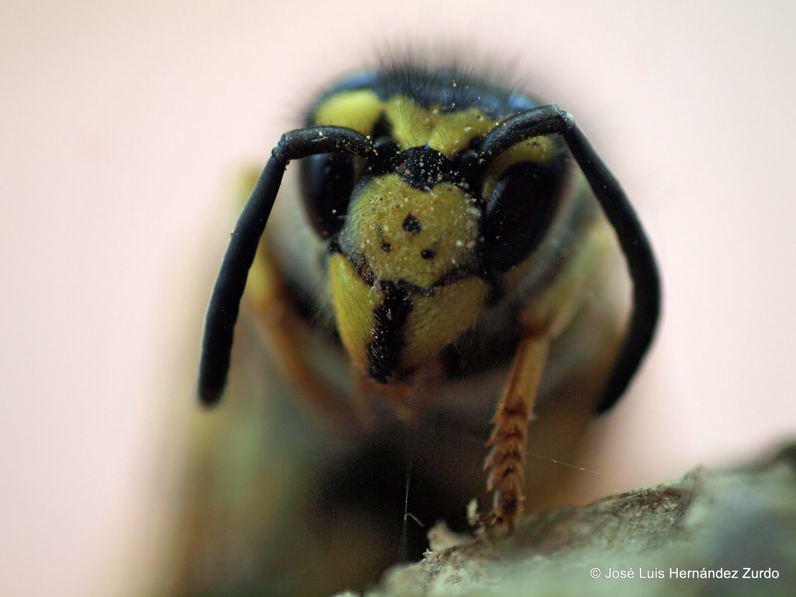 España vista desde mi cámara...: DETALLES DE UNA AVISPA (SUPER-MACRO)