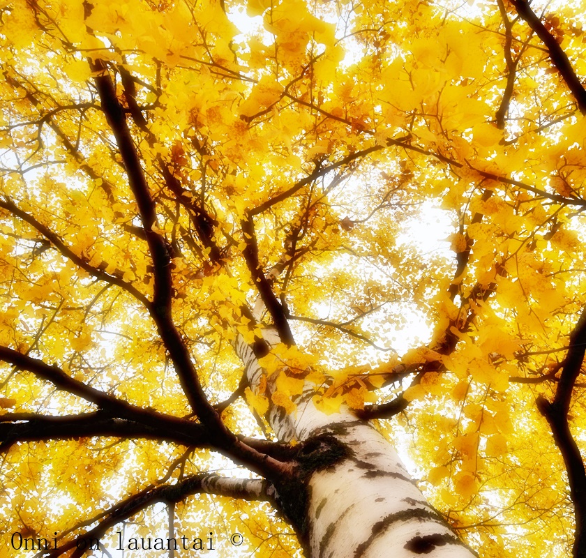 Onni on Lauantai ♥: Syksyn puut